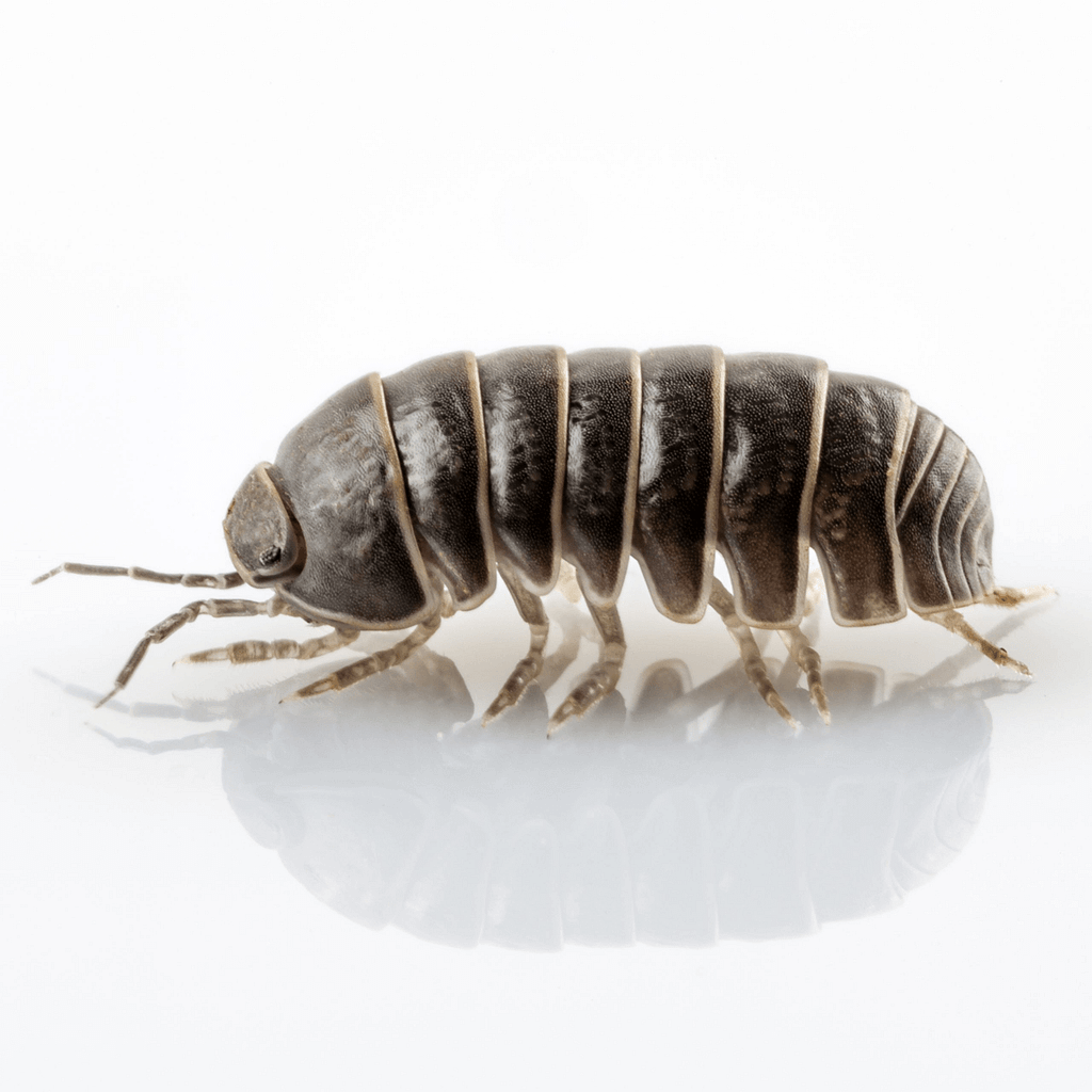 Pill Bugs: Fascinating Facts and Behaviors