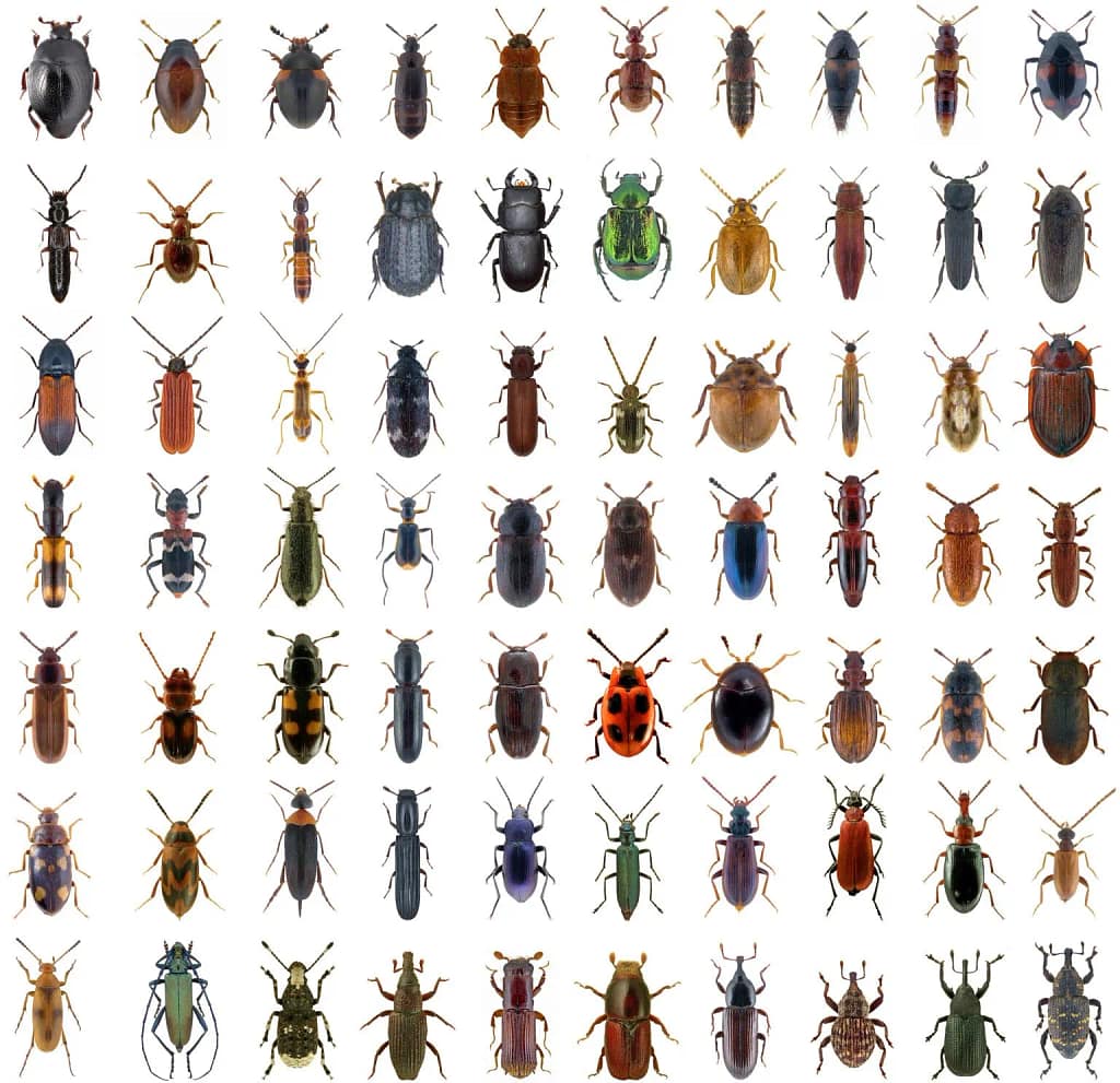 The Fascinating World of Beetles: A Professional Overview