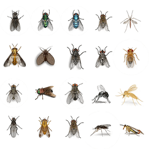 Attic Flies: Uncovering Fly Infestation