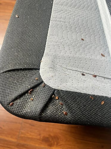 Understanding Bedbugs: Facts and Prevention