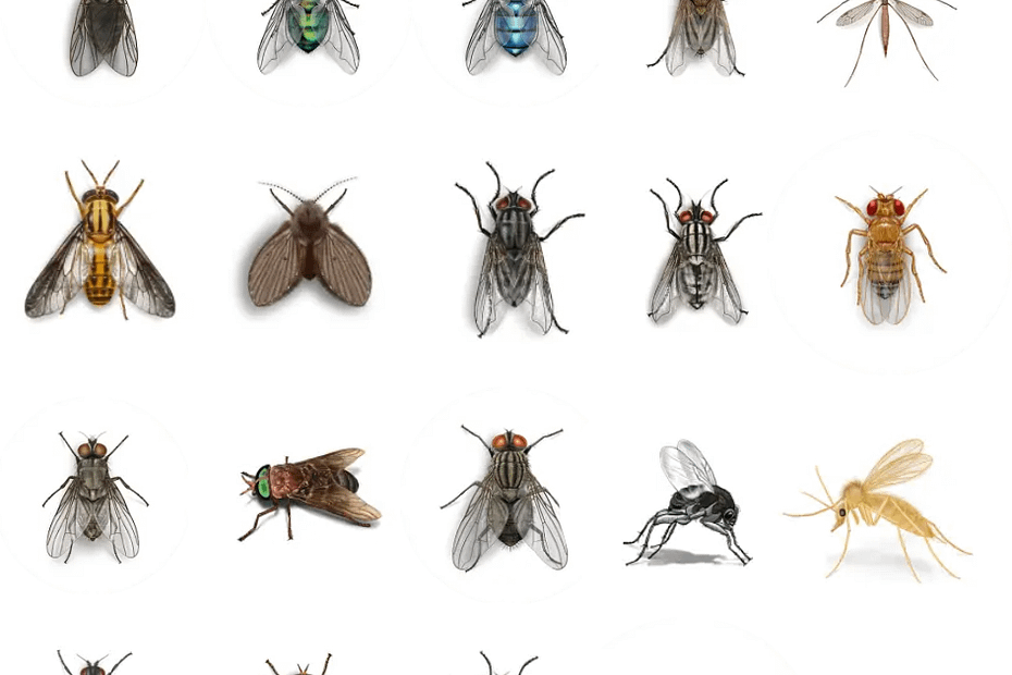 Attic Flies Uncovering Fly Infestation Attic Flies Uncovering Fly Infestation