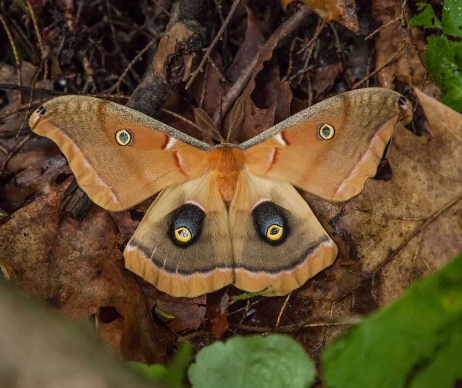 Moths: Fascinating Insects of the Night
